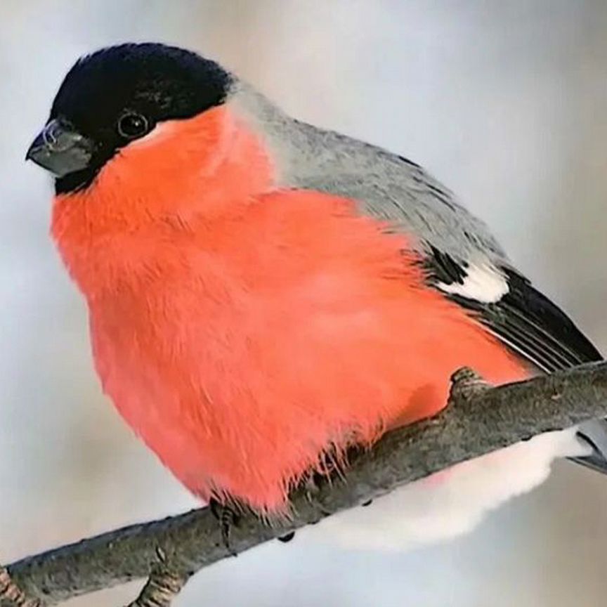 Продам птиц