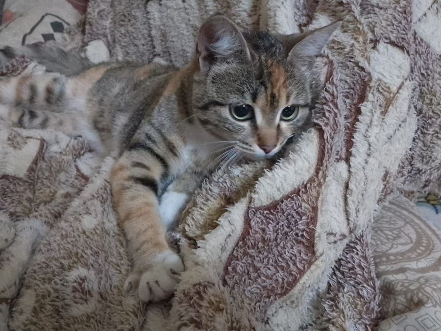 Котенок Принцесса