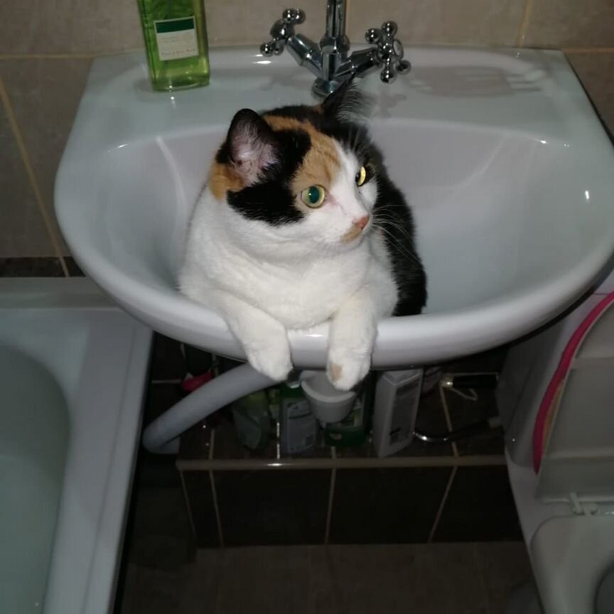 Красивая кошечка