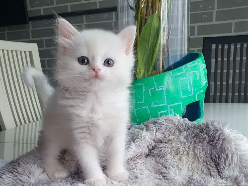 Турецкая ангора мальчик