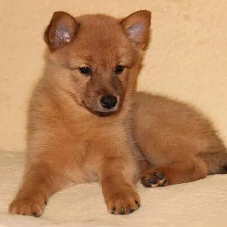 Щенок корелла финской лайки