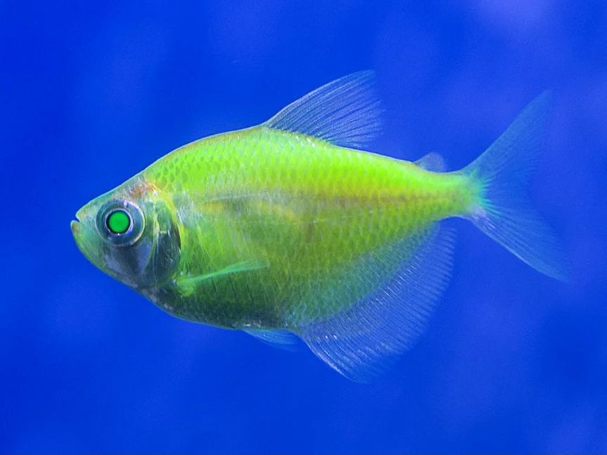 Тернеция гло салатовая