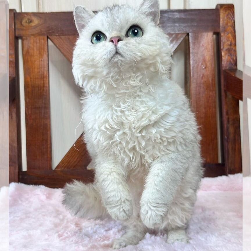 Кудрявый котик Барни