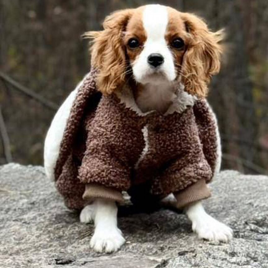 Кавалер кинг-чарльз-спаниель, щенок