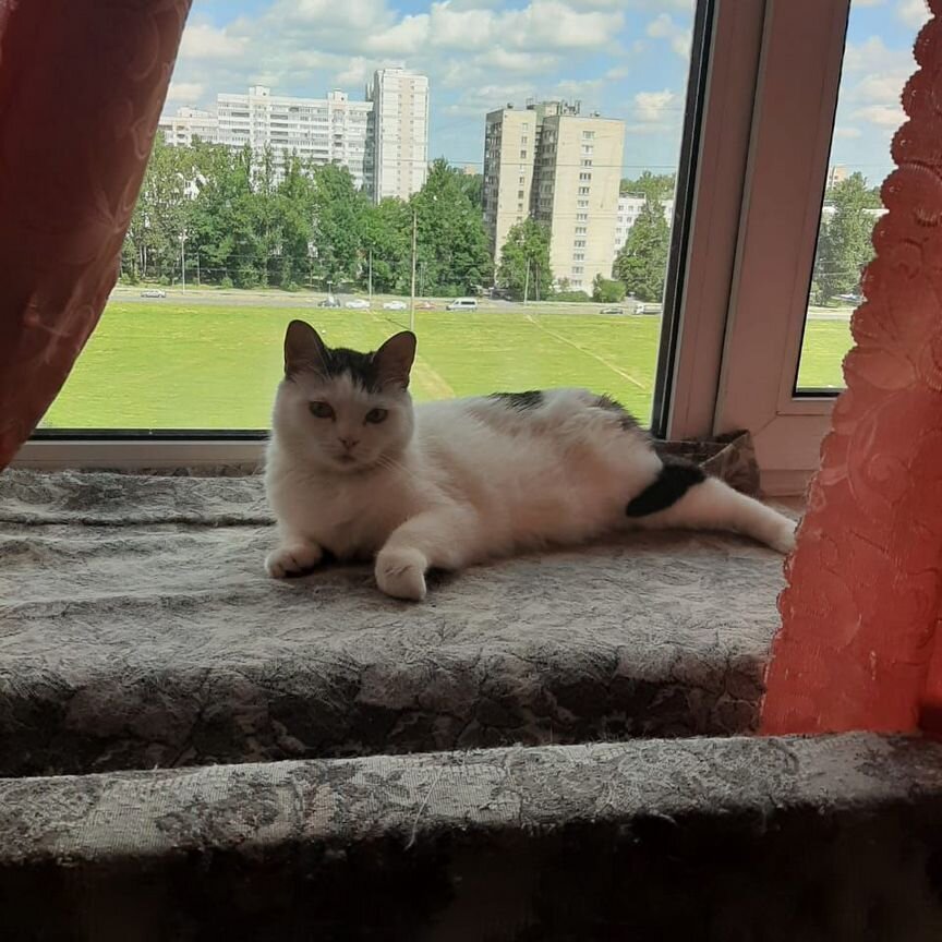 Отдам кошку в добрые руки