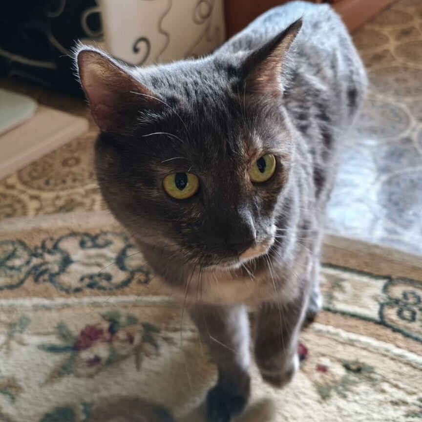 Взрослая, кошка в добрые руки