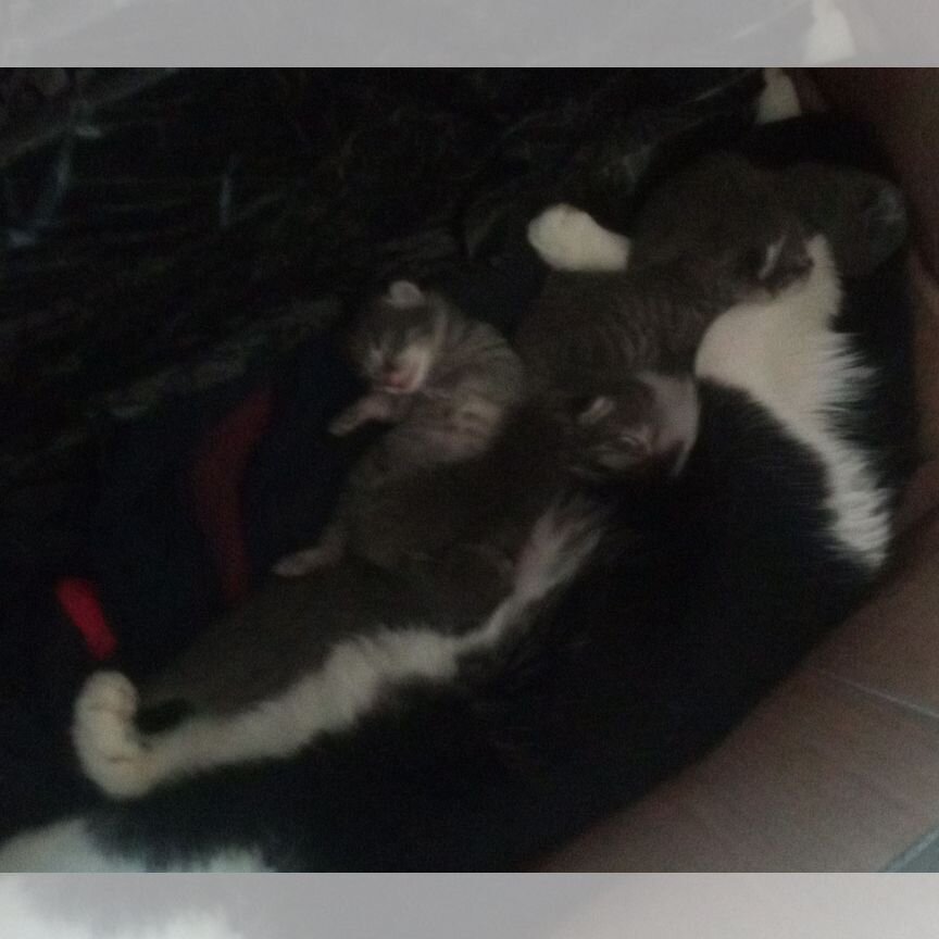 Канадский сфинкс котёнок