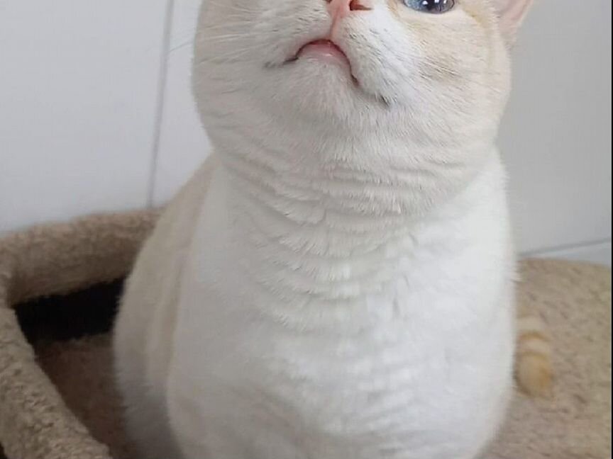 Кот