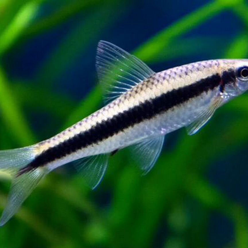 Сиамский водорослеед