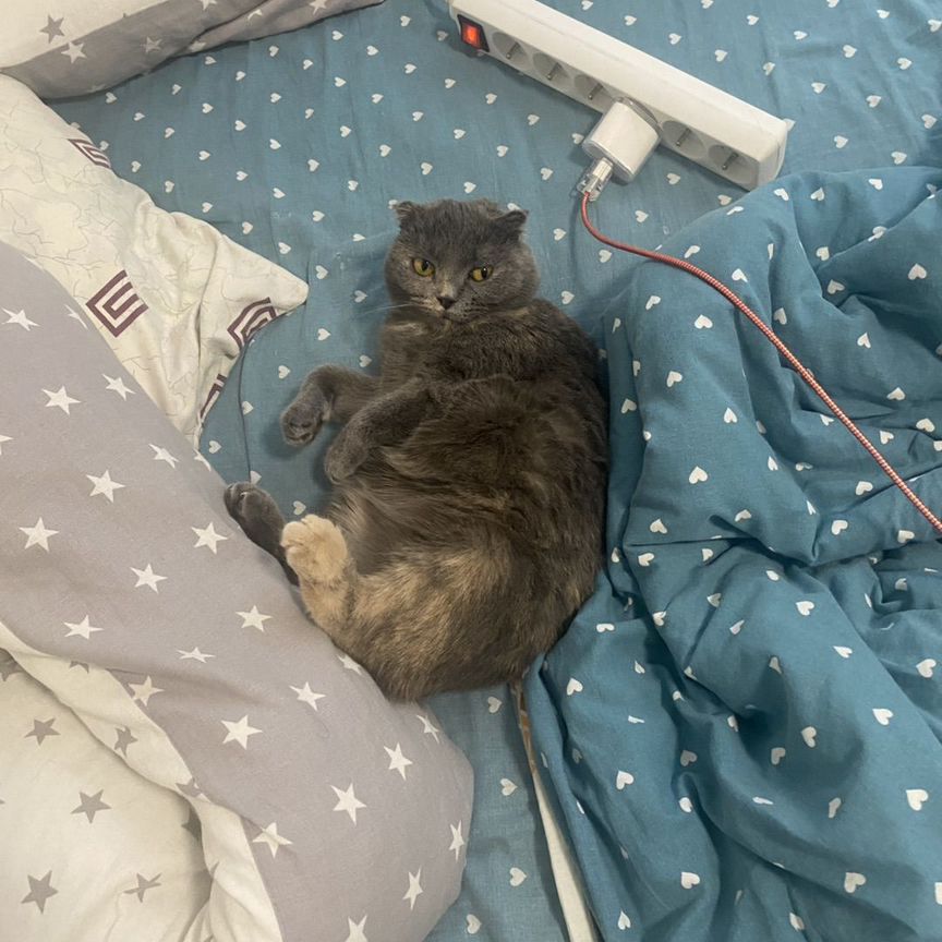 Кошка веслоухая