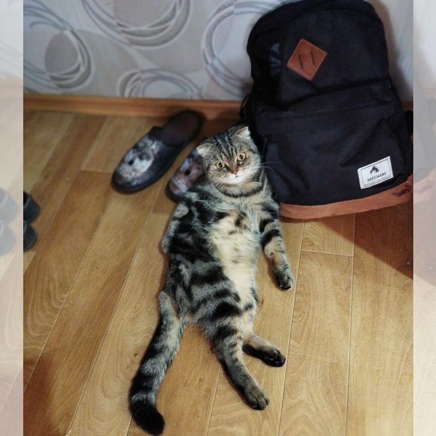 Шотландская вислоухая кошка бесплатно