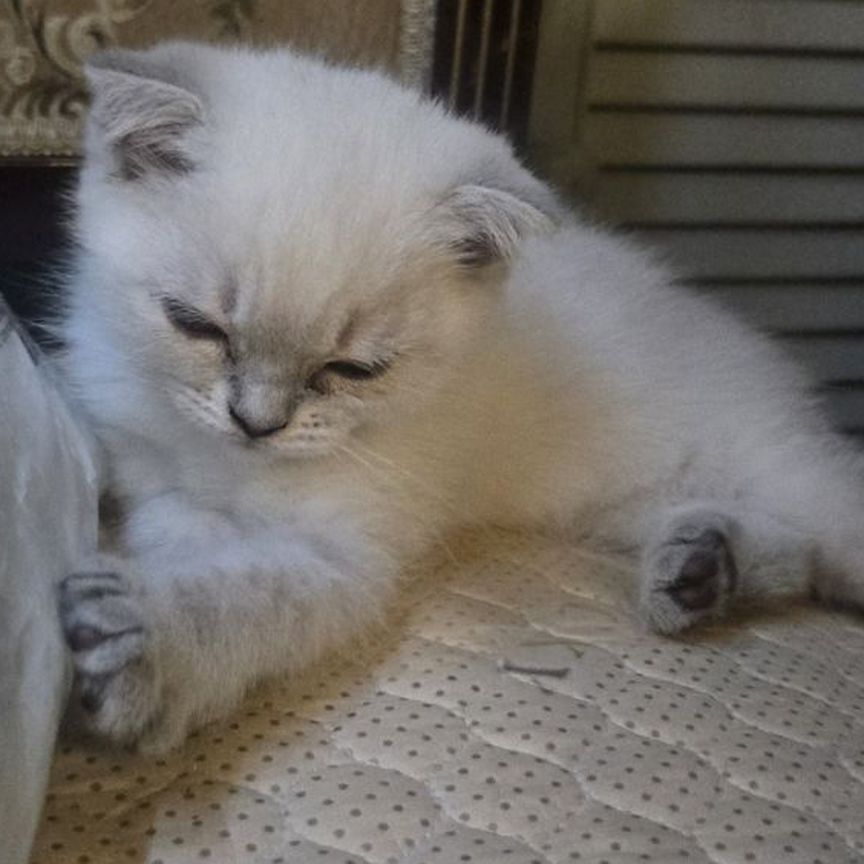 Британские вислоухие котята