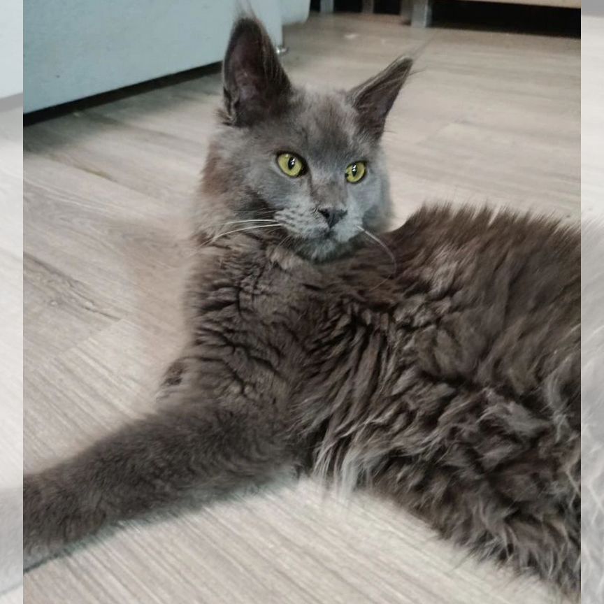 Мейн-кун котёнок