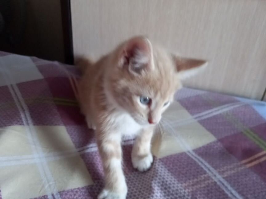 Рыжий котенок мальчик