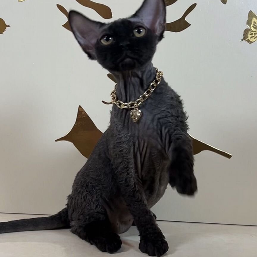 Девон-рекс котёнок