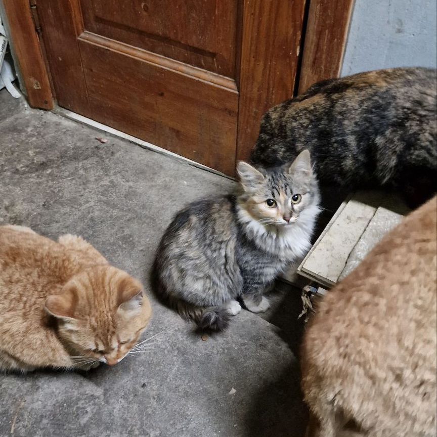 Котята в добрые руки бесплатно