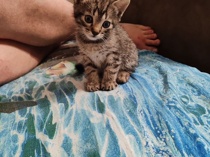 Кошки