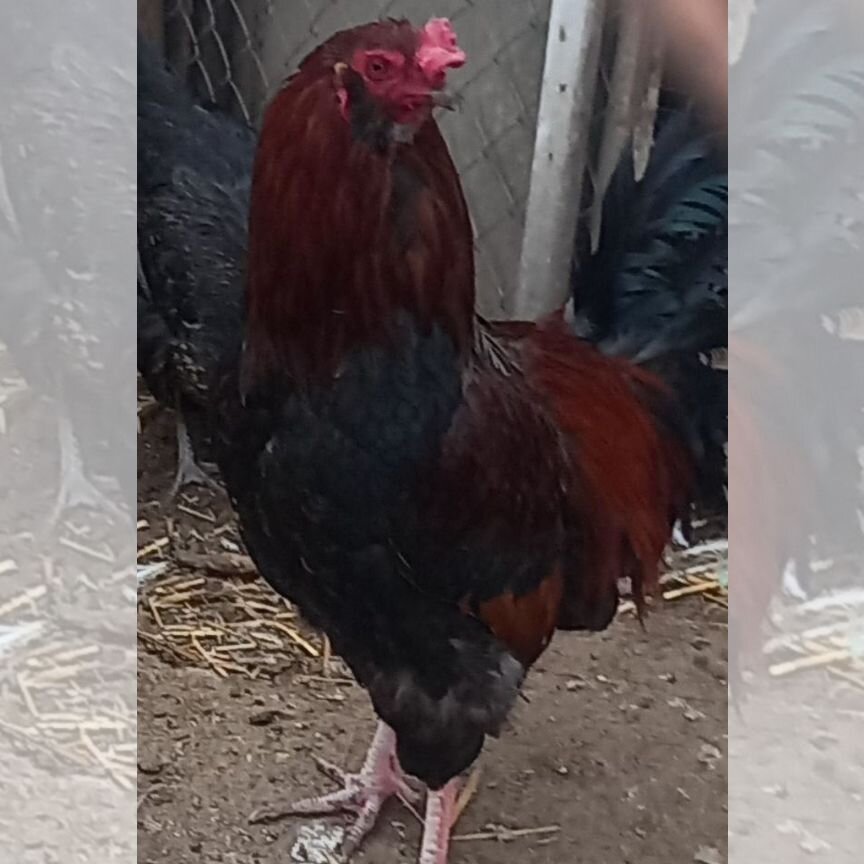 Петух молодой амераукана