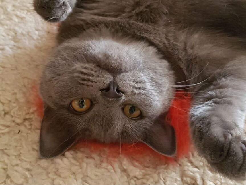 Кошечка Дусенька в добрые руки