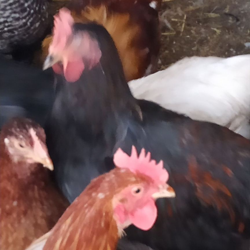 Молодые петухи. Селезень