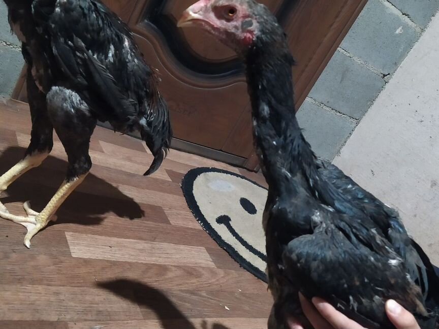 Бойцовые петухи о шамо молодой