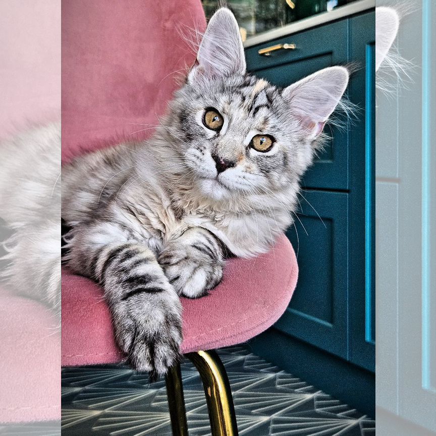 Мейн-кун котёнок