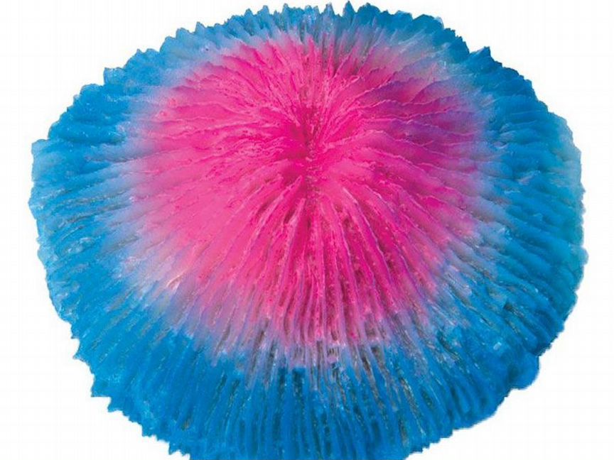 Коралл искусственный Laguna "Фунгия", р