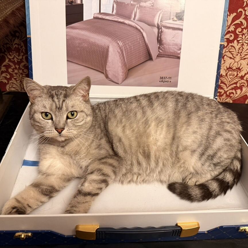 Британский кот в добрые руки