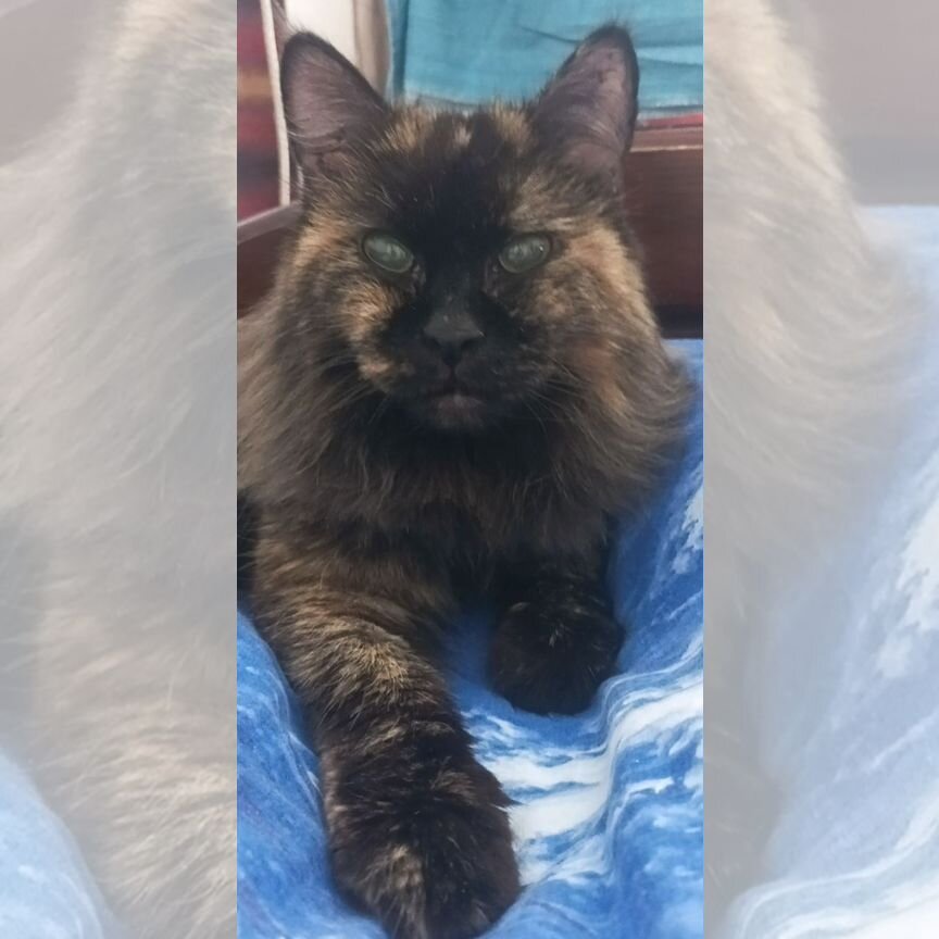 Взрослая кошка в добрые руки