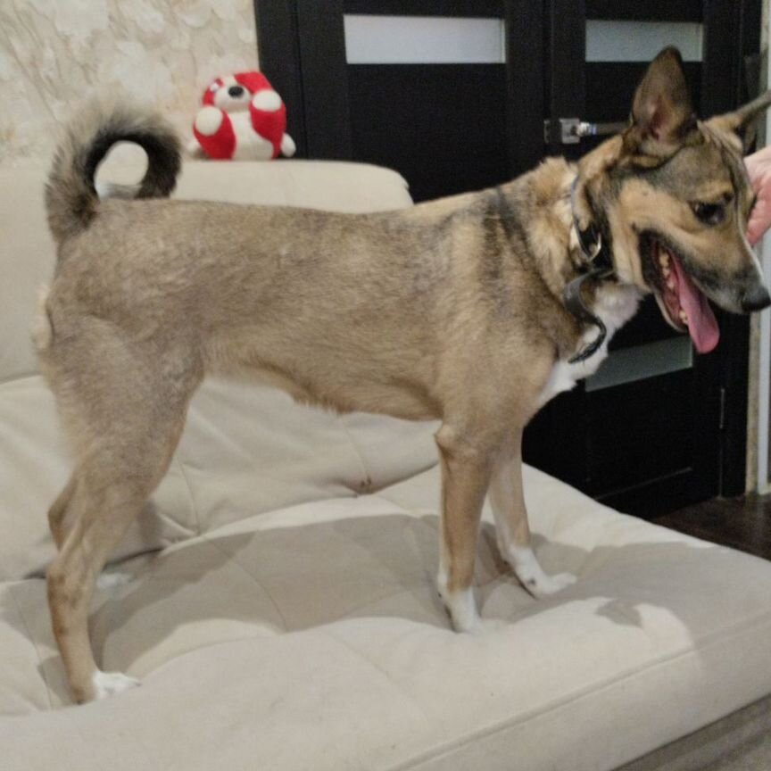 Небольшая собачка, Лиза