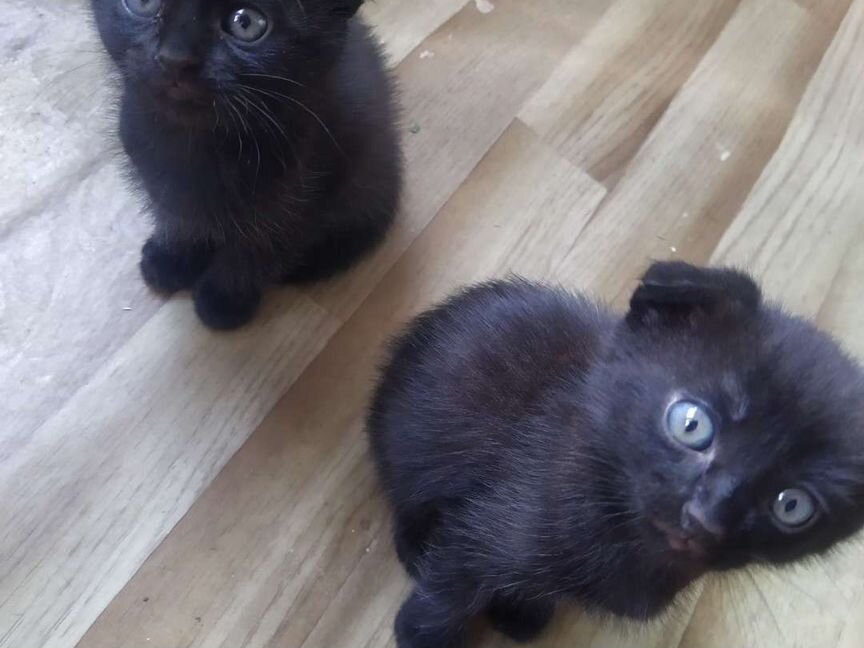 Шатланские вислоухие котята