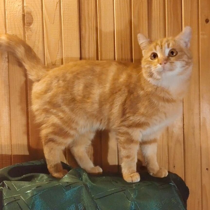 Кошечка ищет хозяев