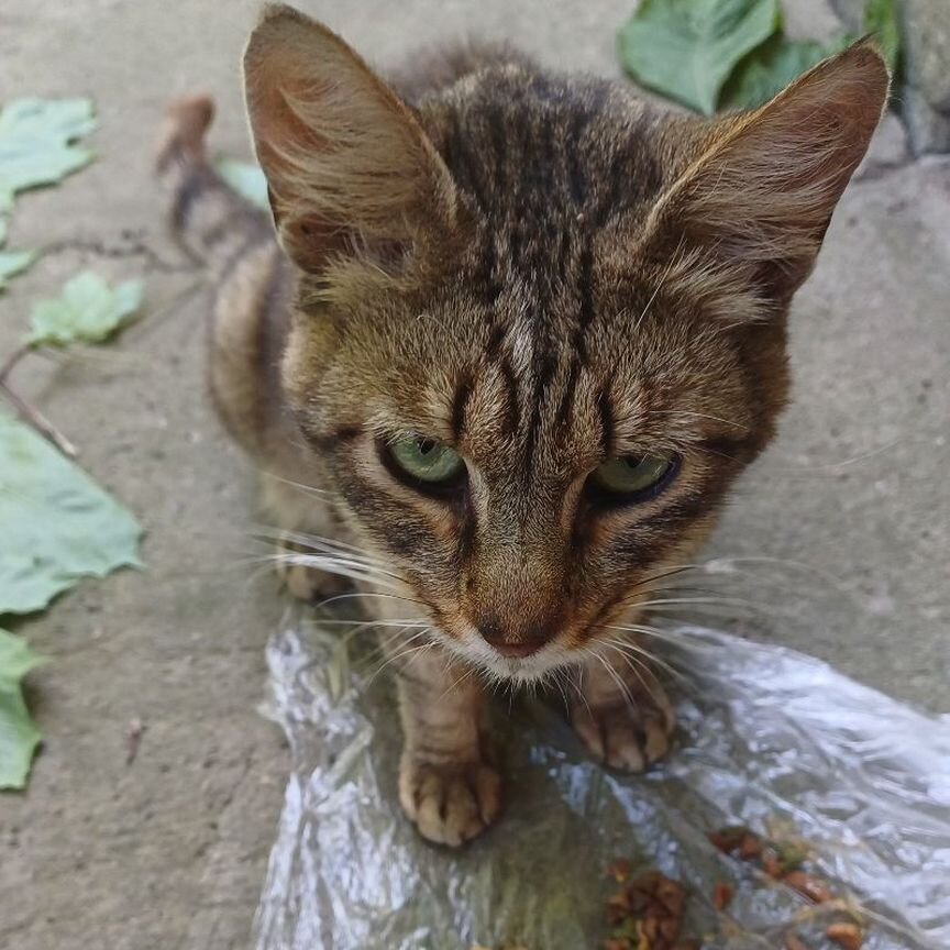 Кошки в добрые руки