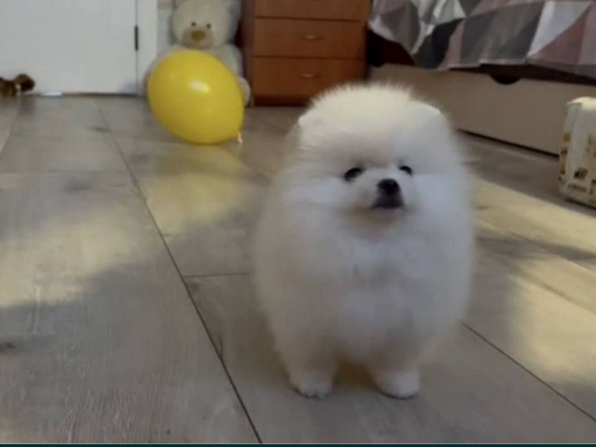 Померанский шпиц медвежьего типа