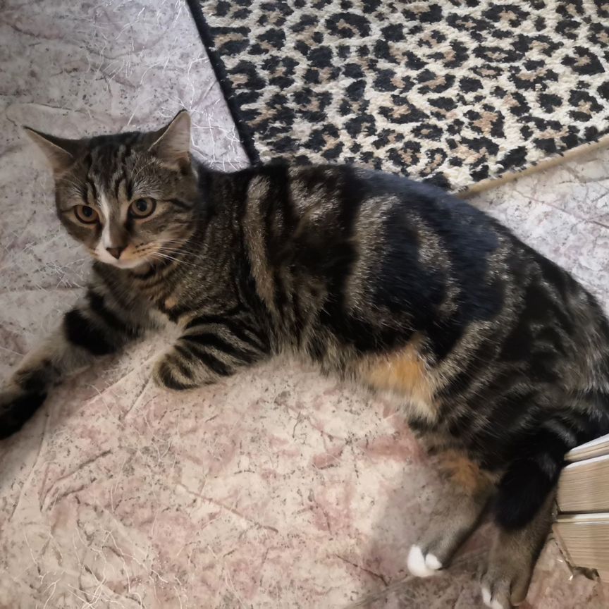 Котик