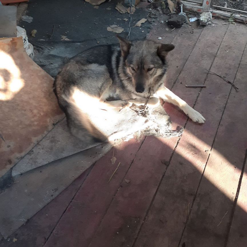 В добрые руки