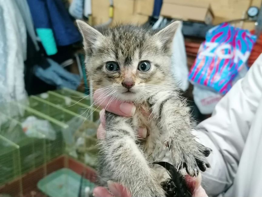Очаровательные малыши,ищут дом,найдены с мамой