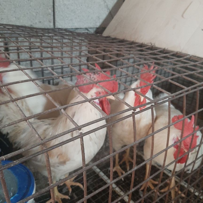 Молодые петухи