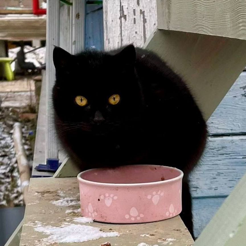 Котенок Цыпа ищет семью