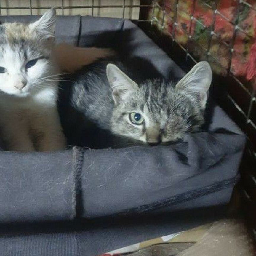 Мальчик, котенок, одни выкидывают, другие спасают