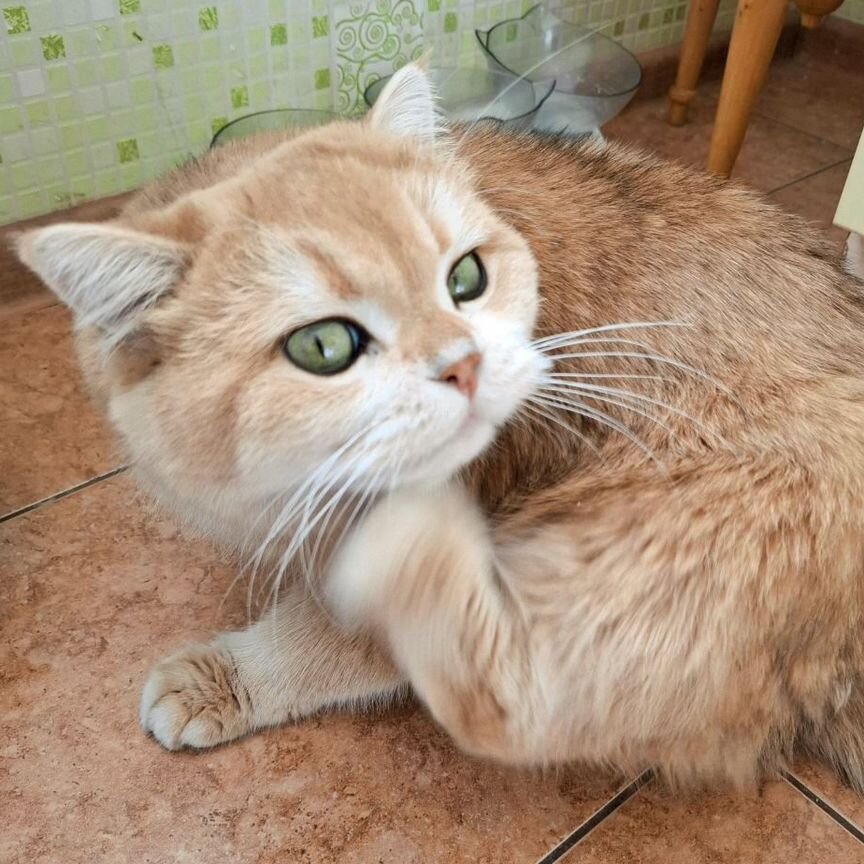 Кошки