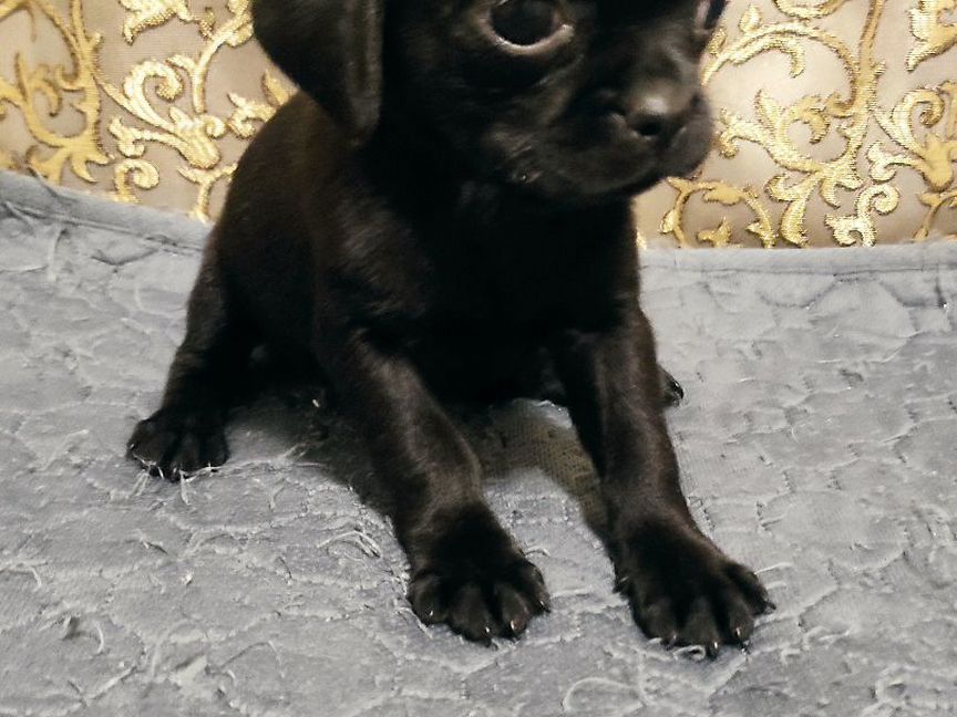 Щенки мопса