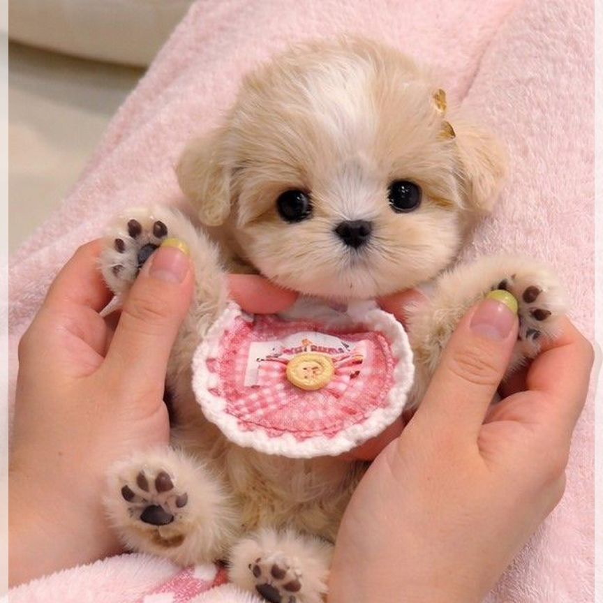 Мальтипу, щенок