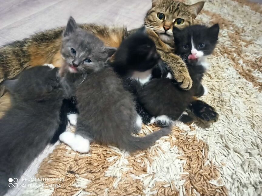 Бенгальская кошка