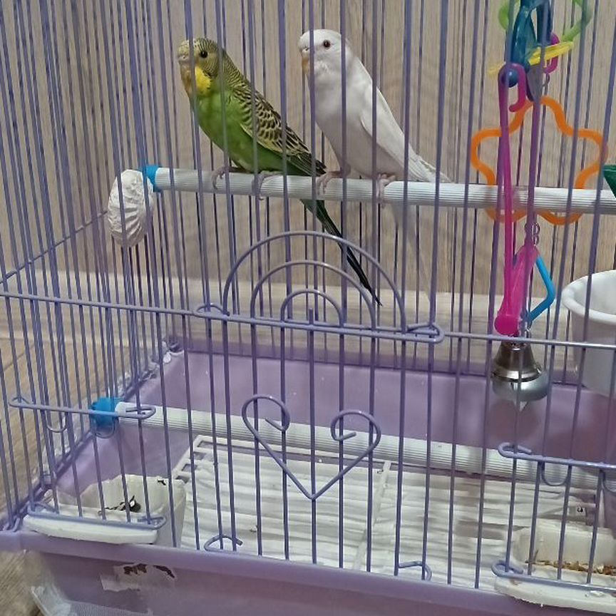 Волнистые попугаи с клеткой