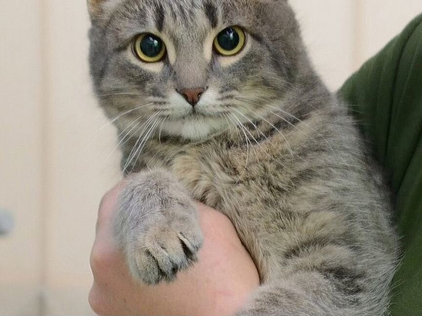 Серый красивый котик ищет дом