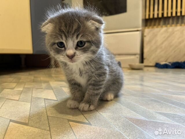 Шотландские вислоухий кот