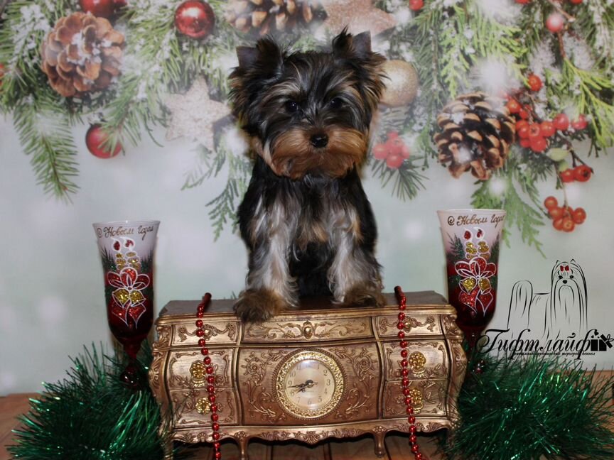 Классные йорки малыши