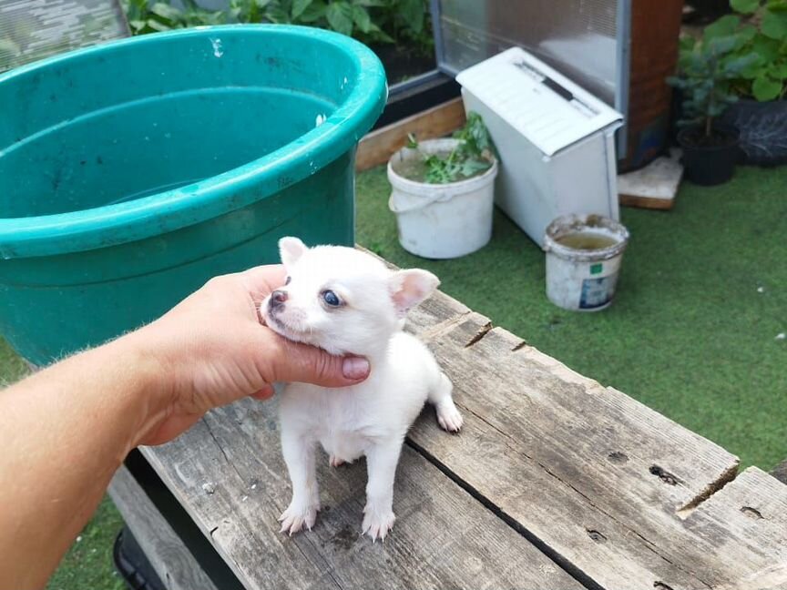 Чихуахуа девочка микро Доставка из Челябинска