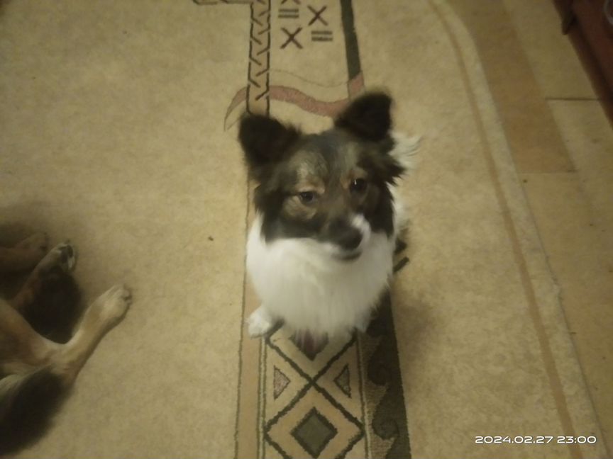 Папийон в добрые руки